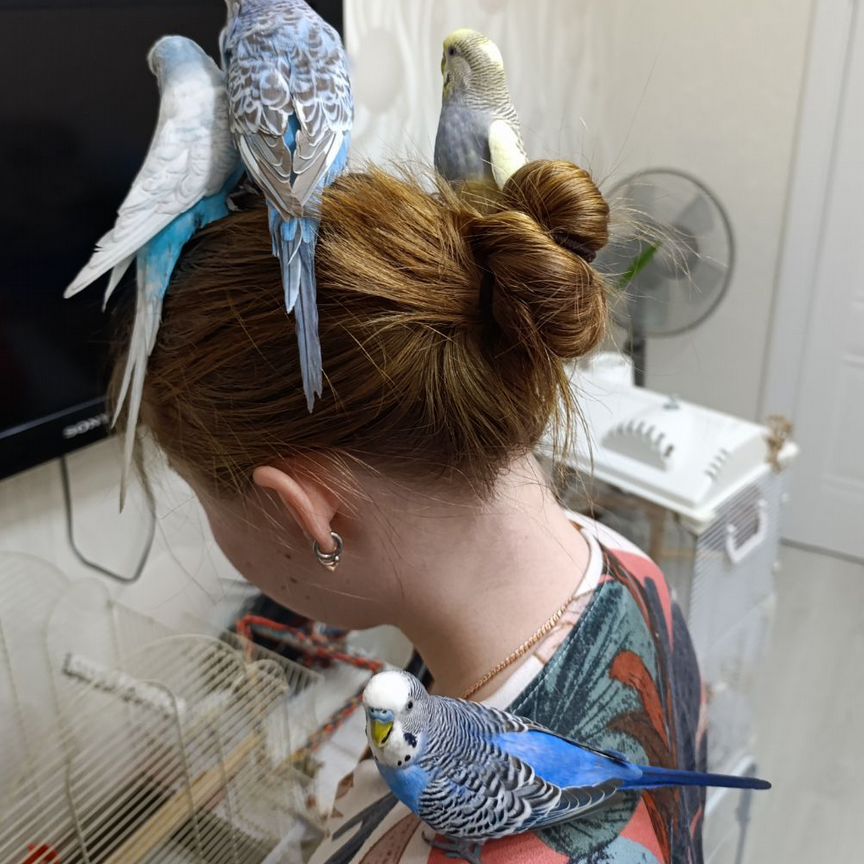 Попугай на передержку любого размера