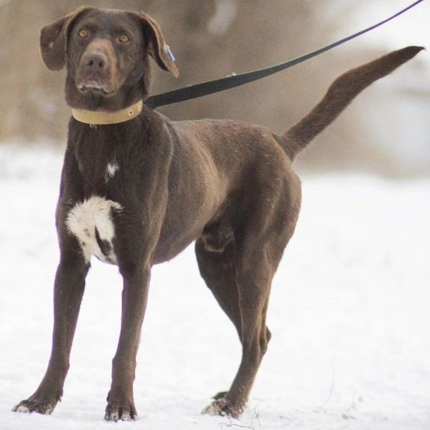 Марципан ищет дом