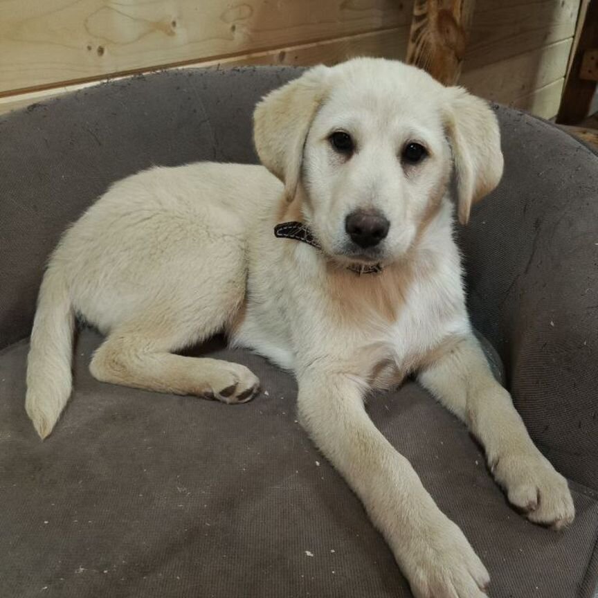 Спокойный и преданый щенок