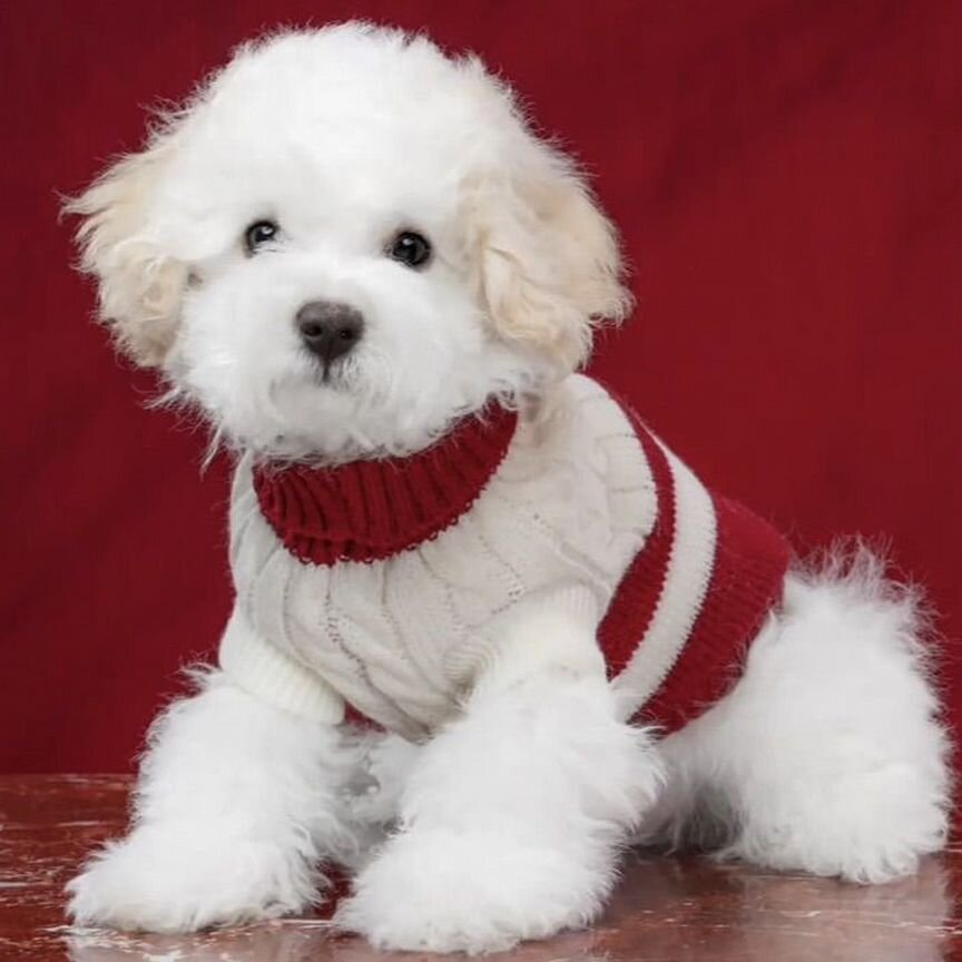 Бишон фризе, щенок