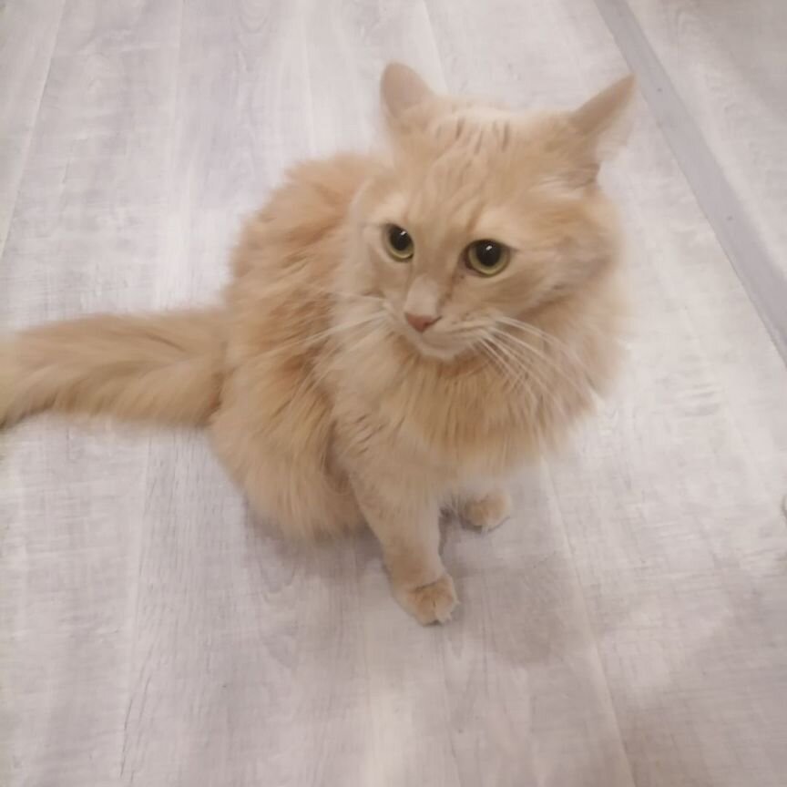 Взрослый кот в добрые руки