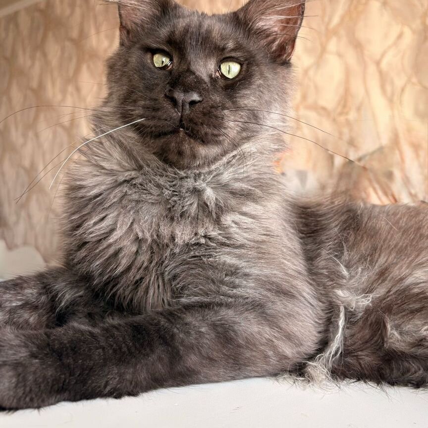 Мейн-кун котёнок