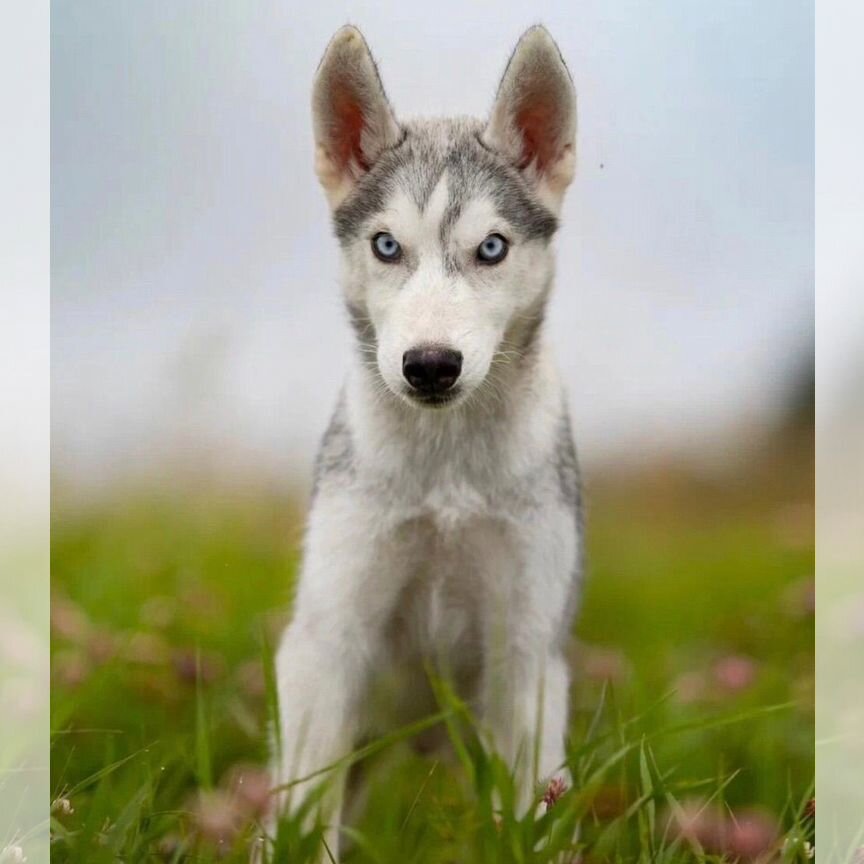 Отличный голубоглазый мальчик ищет дом