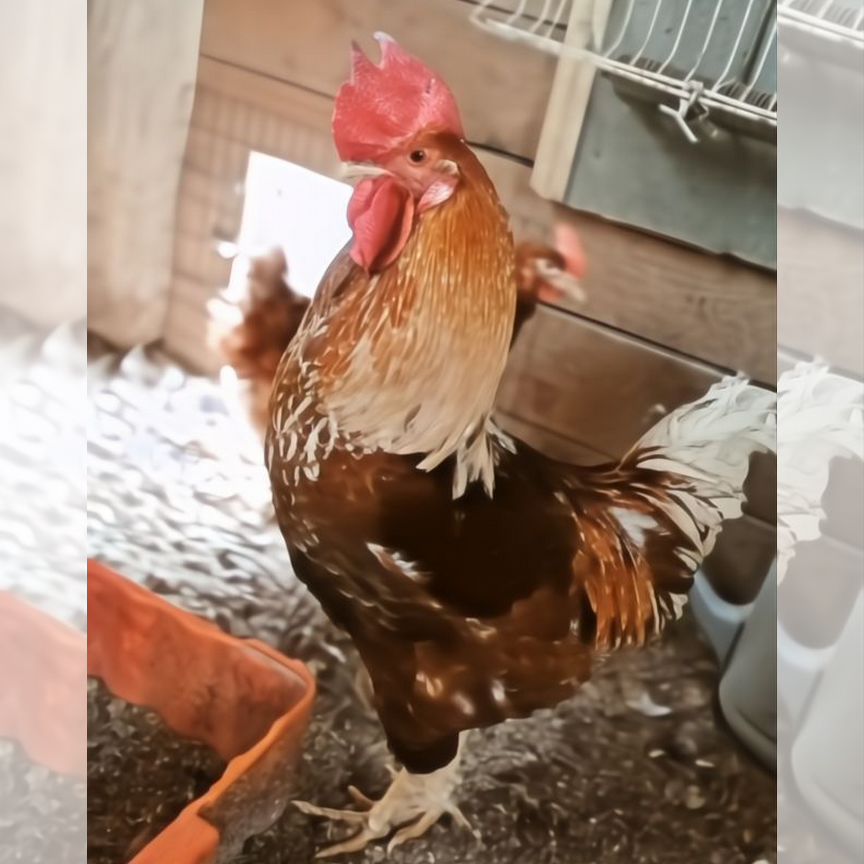 Домашний (не инкубатор) молодой Петух