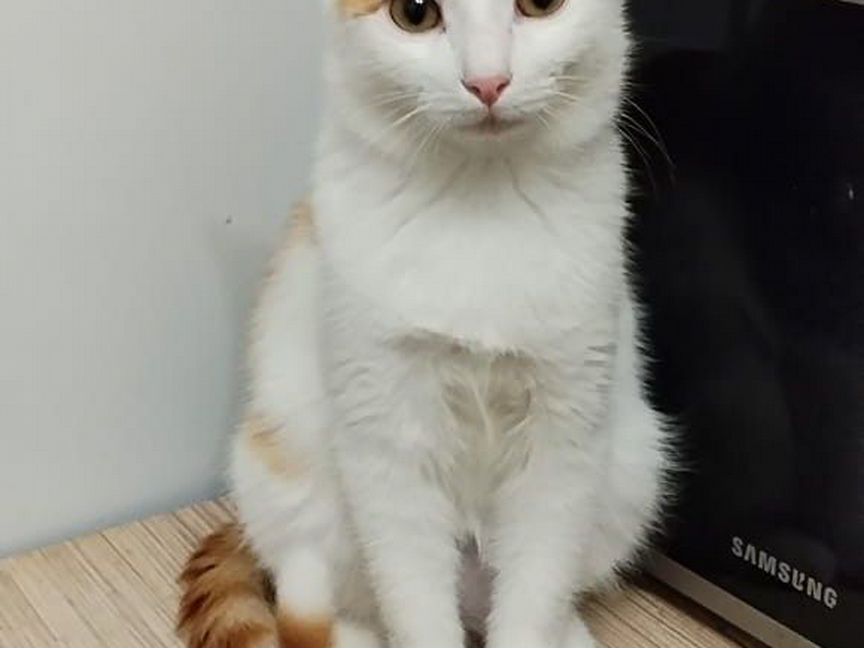 Отдам котика подростка в добрые руки