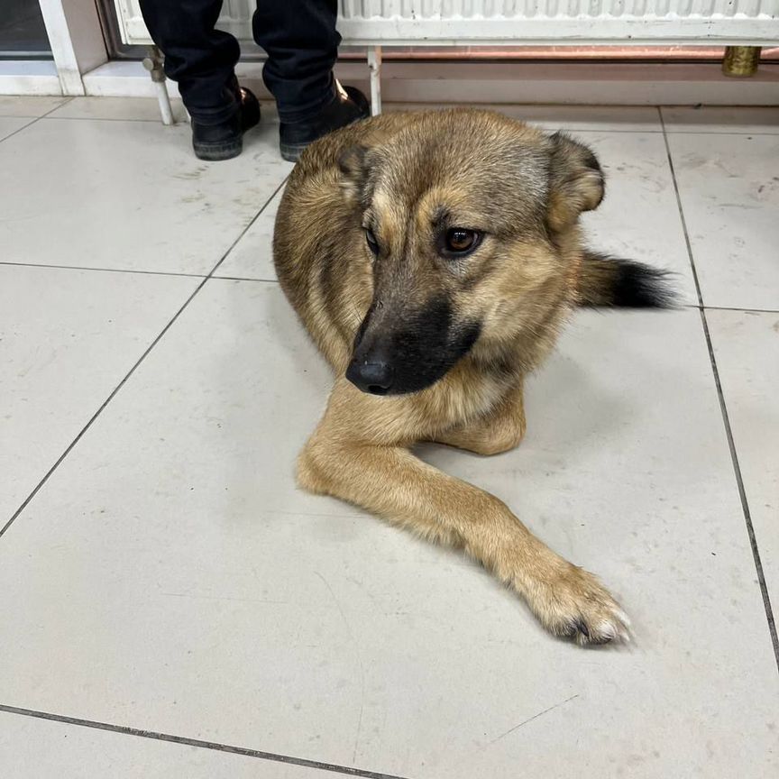 Щенок в добрые руки