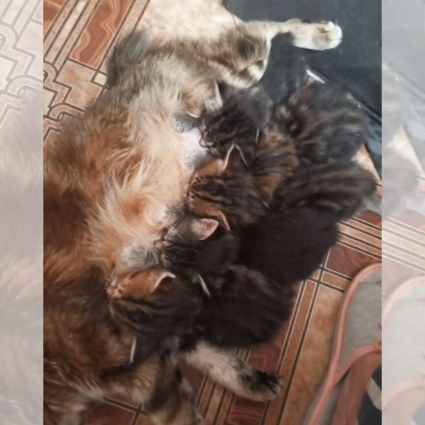 Курильский бобтейл длинношёрстный котёнок