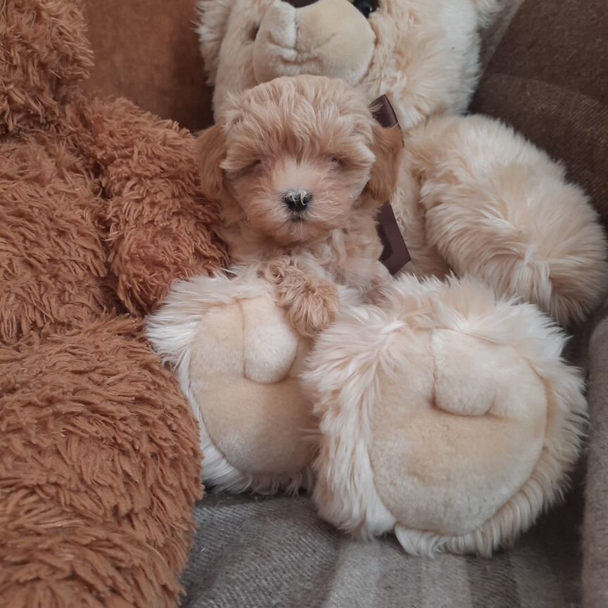 Продаю щенка Мальтипу,девочка