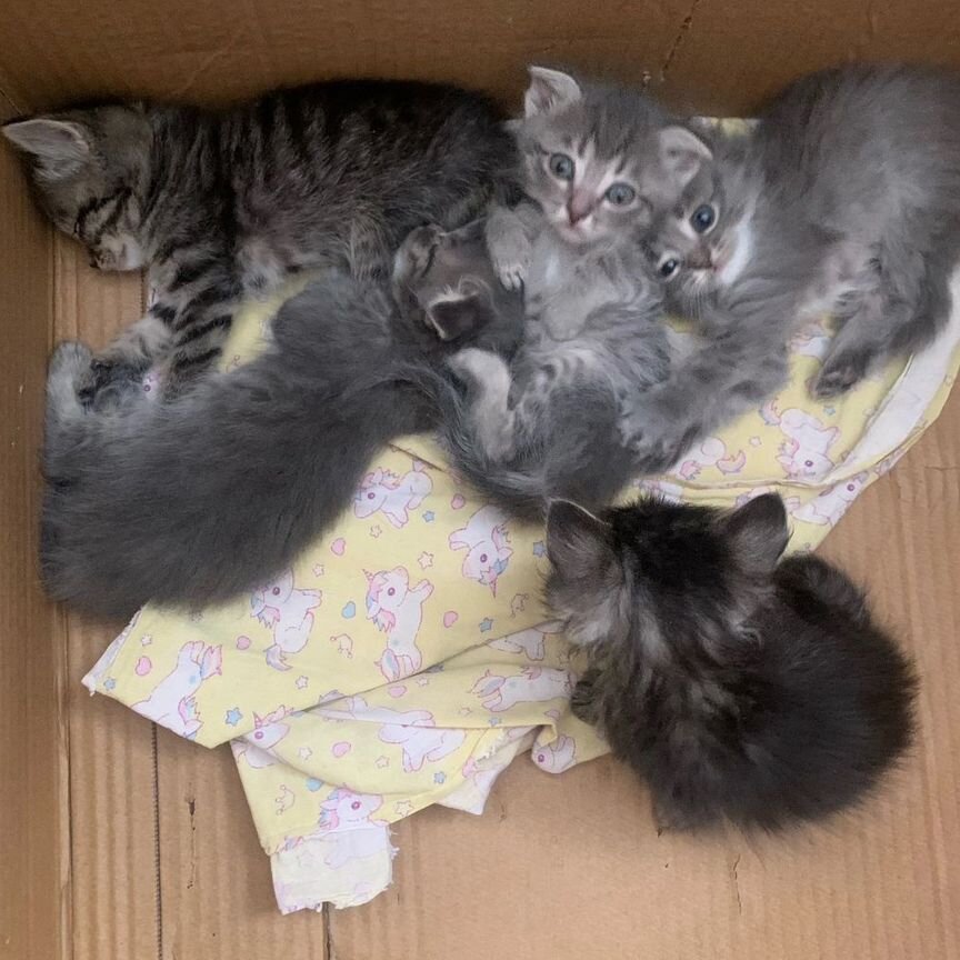 Отдам котят в хорошие руки