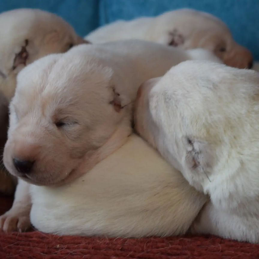 Среднеазиатская овчарка, щенок