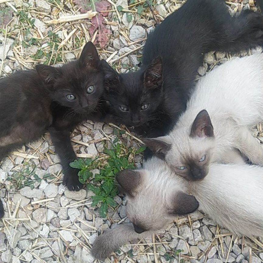 Котики в добрые руки