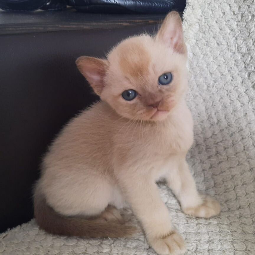 Бурманские котята