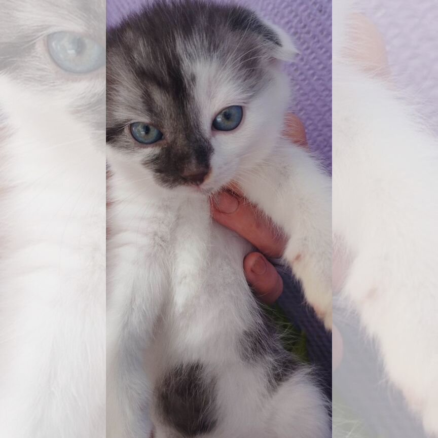 Шотландский вислоухий короткошёрстный котёнок