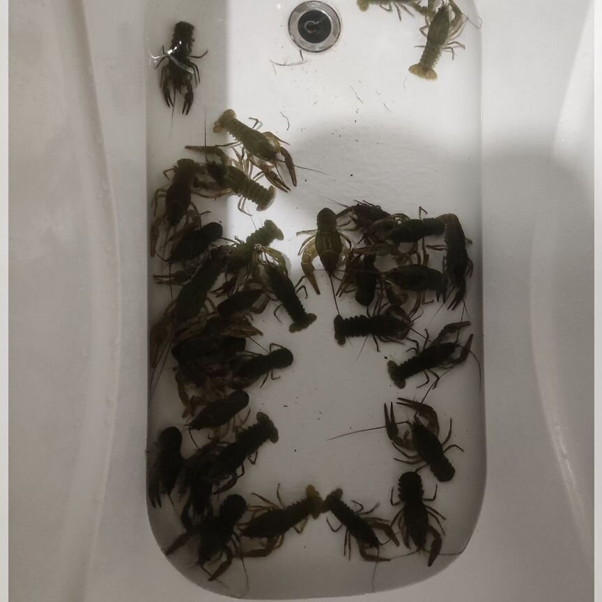 Продам живые раки