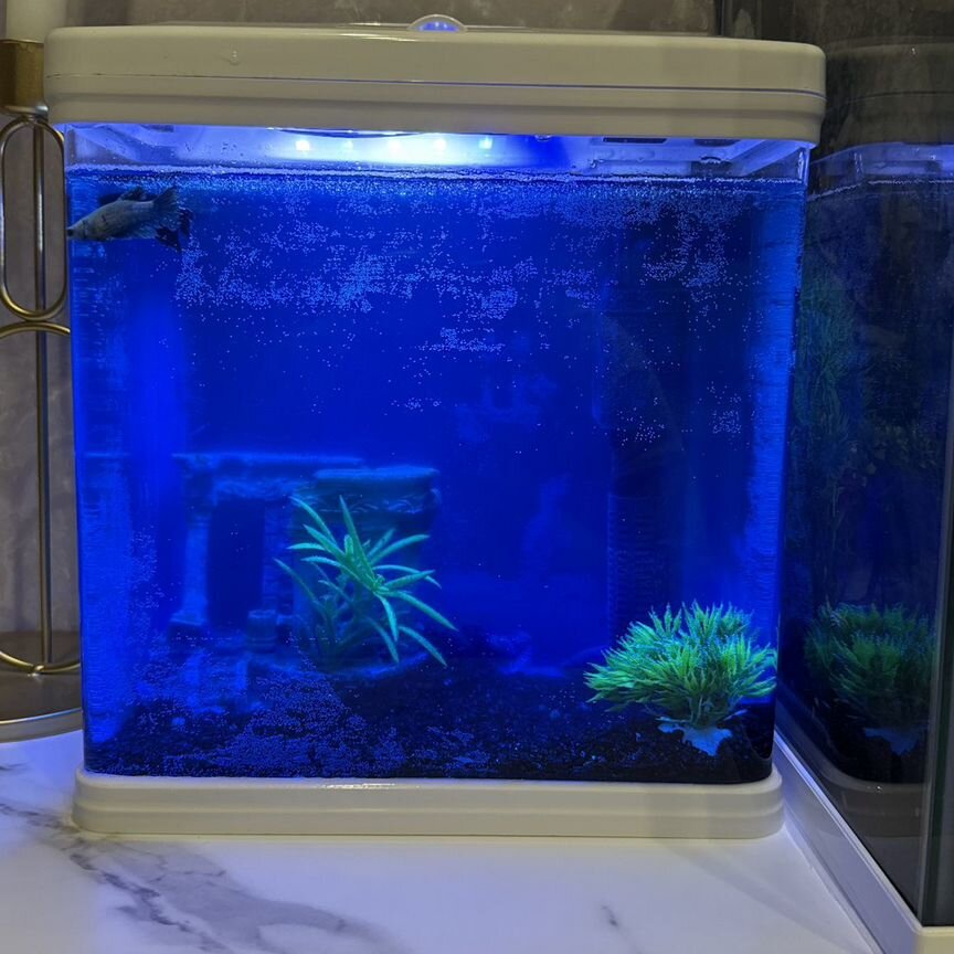 Аквариум бу с рыбками