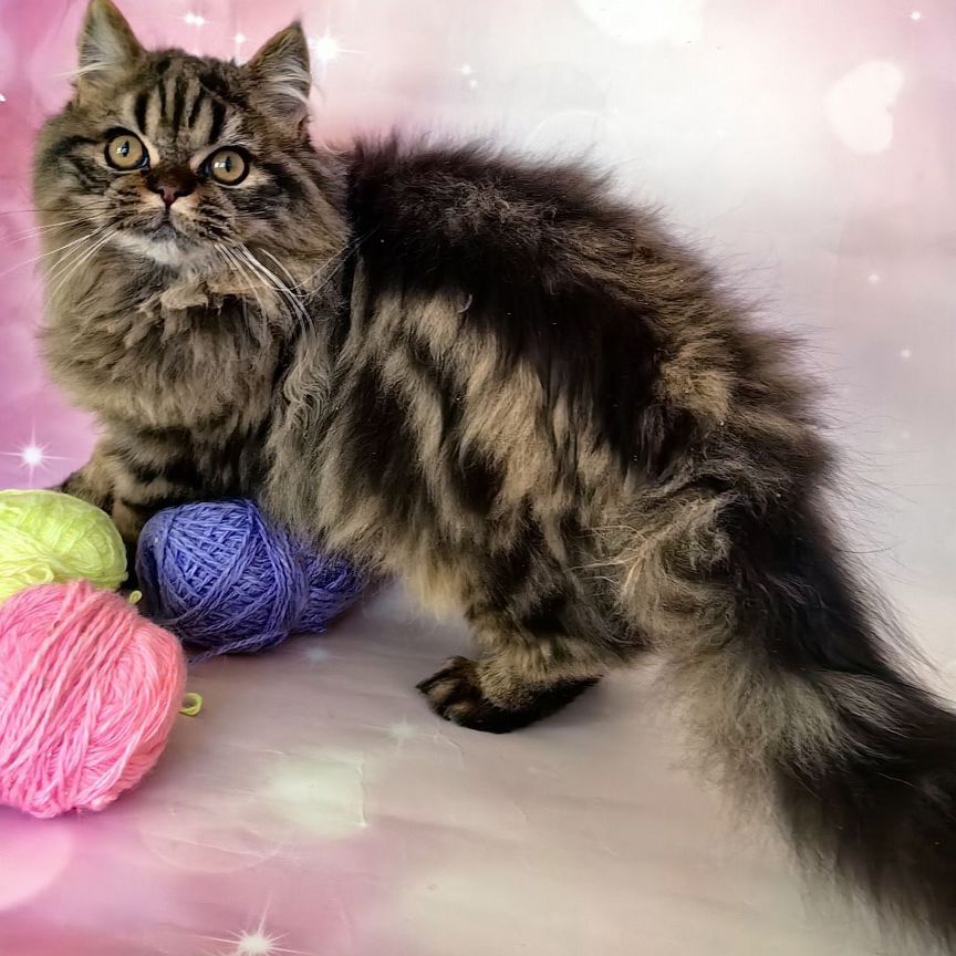 Шотландский прямоухий длинношёрстный котёнок