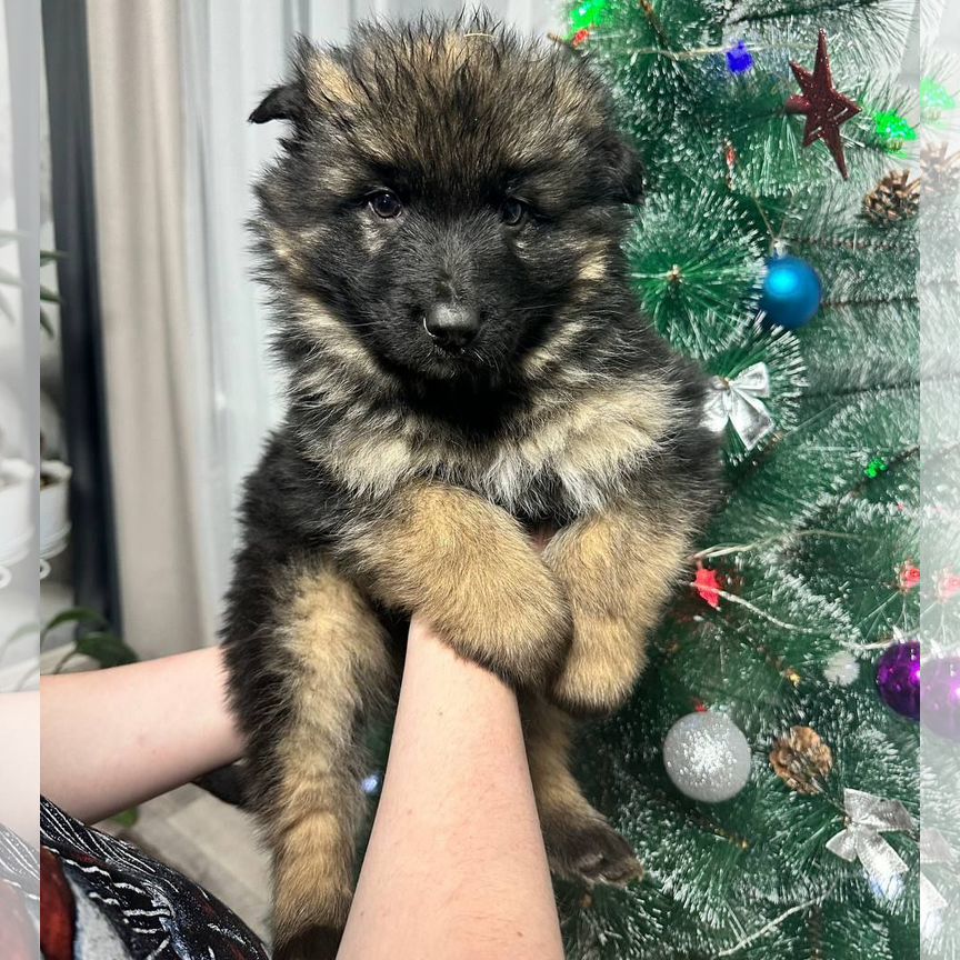 Немецкая овчарка, щенок