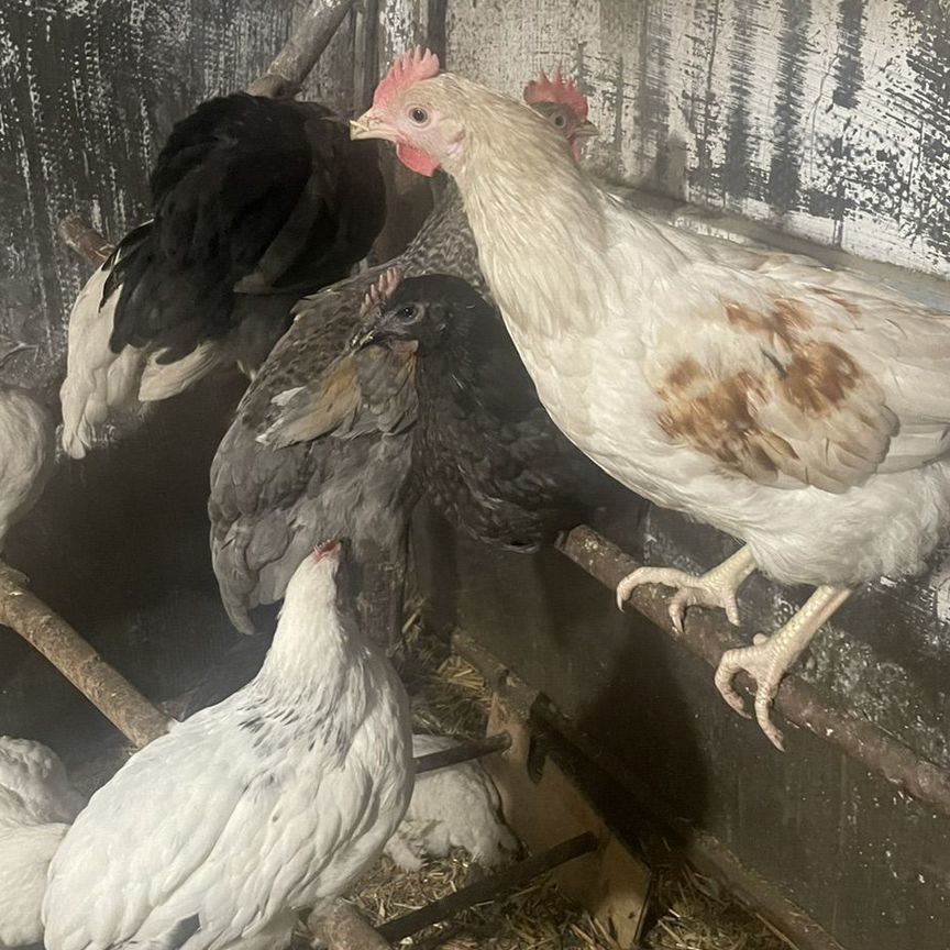 Петушки на откорм