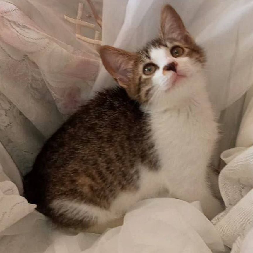 Котенок в добрые руки