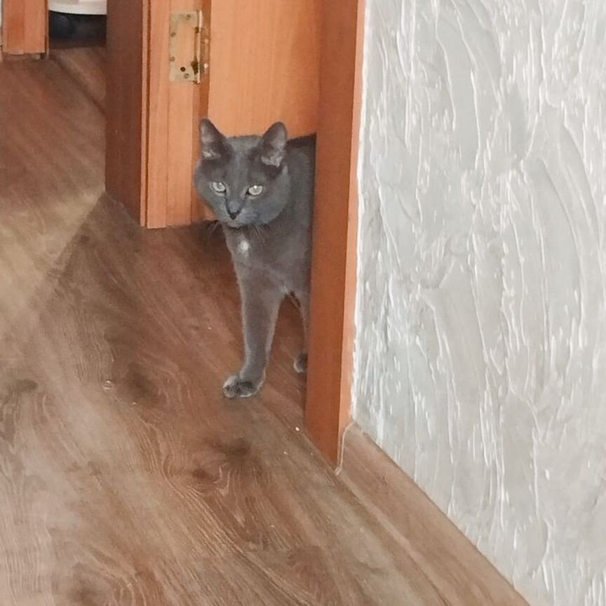 Старый злой кот в добрые руки