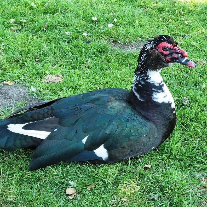 Продам индауток