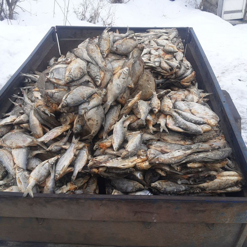 Рыба,ракушка