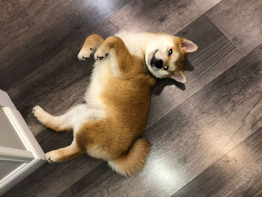 Сиба -ину щенок