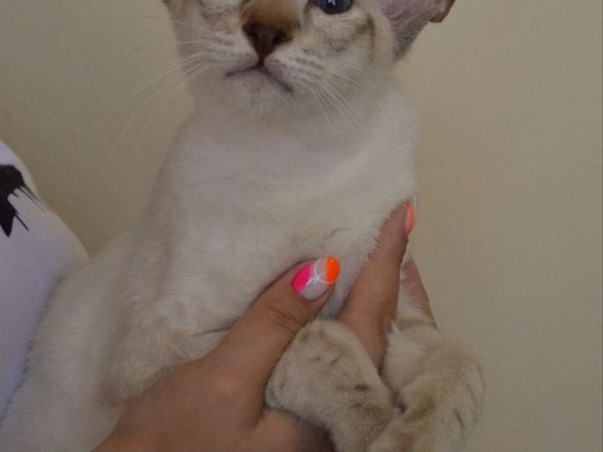 Ориентальные котята с документами