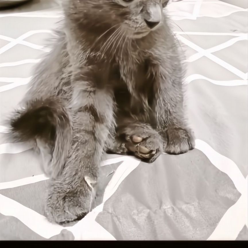 Котёнок в добрые руки