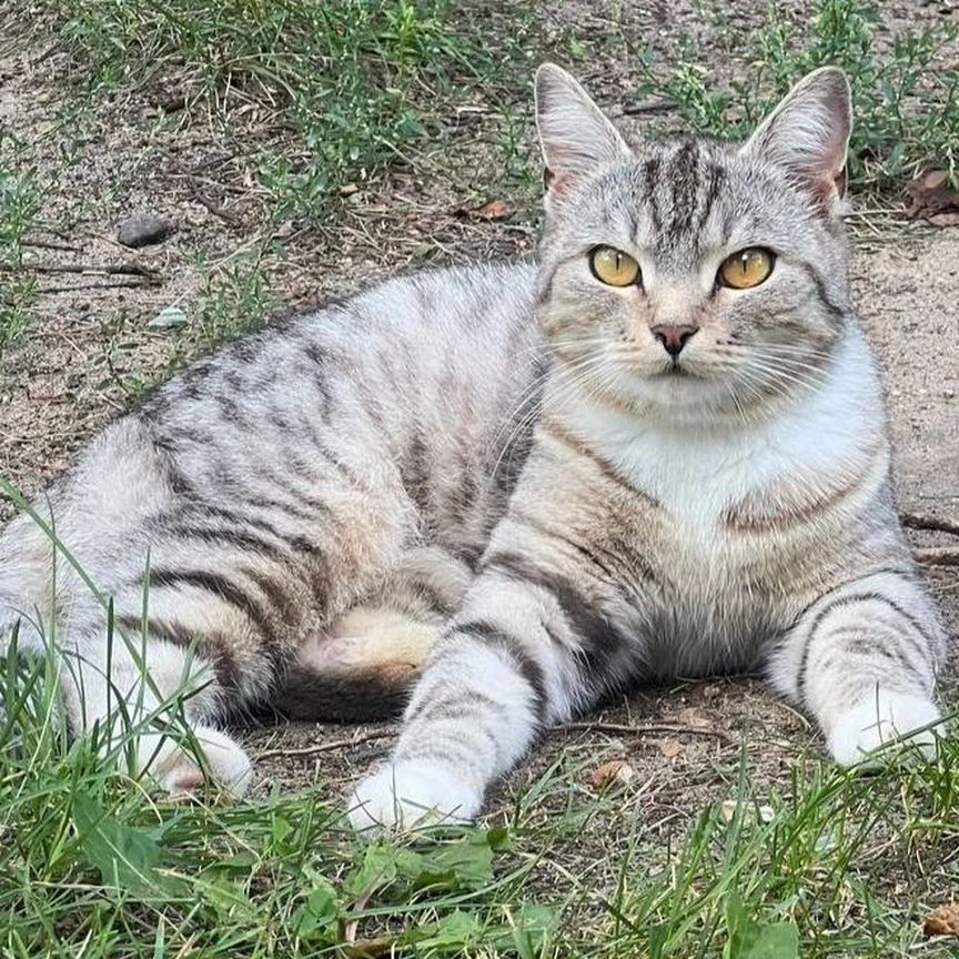 Кошка в дар бесплатно