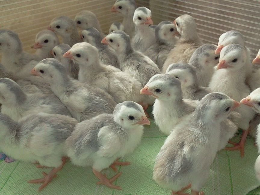 Яйцо инкубационное цесарки
