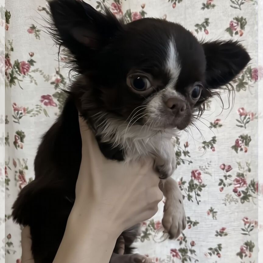 Чихуахуа, щенок