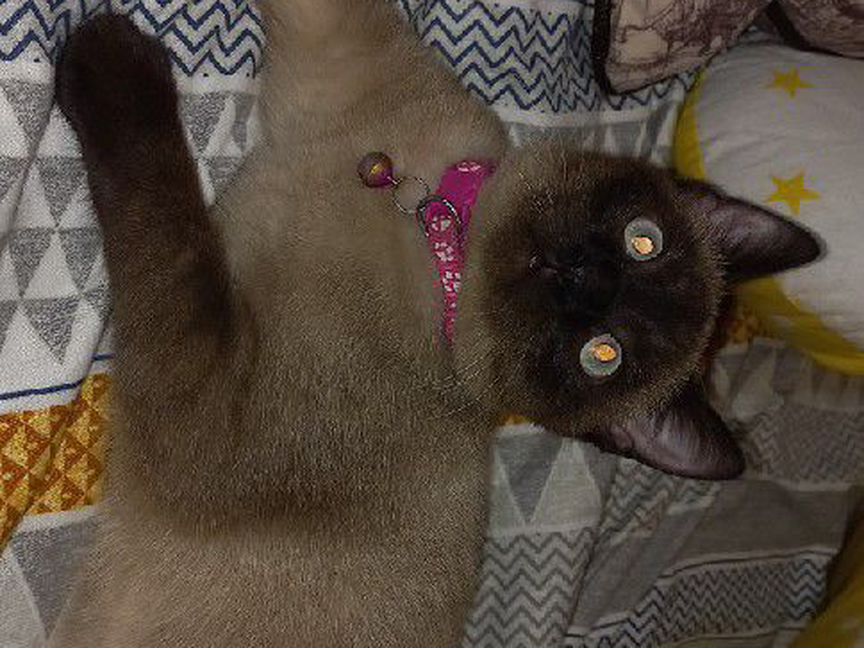 Сиамская кошечка