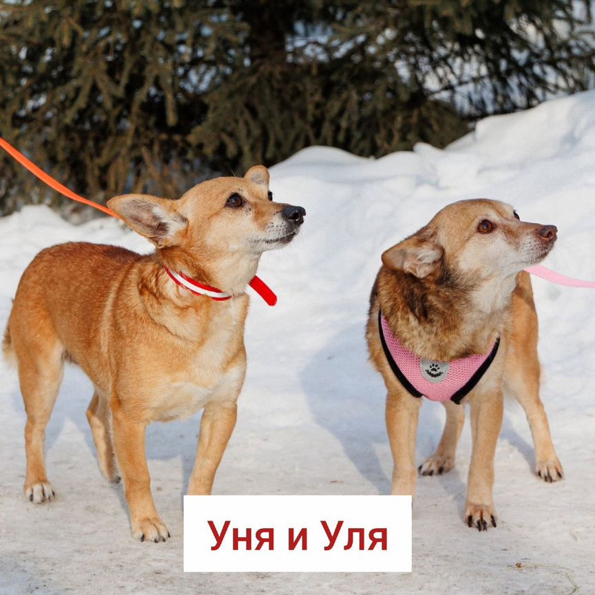 Подопечные приюта
