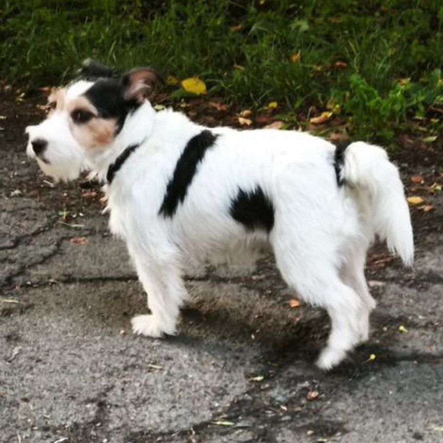 Джек-рассел-терьер, взрослая собака