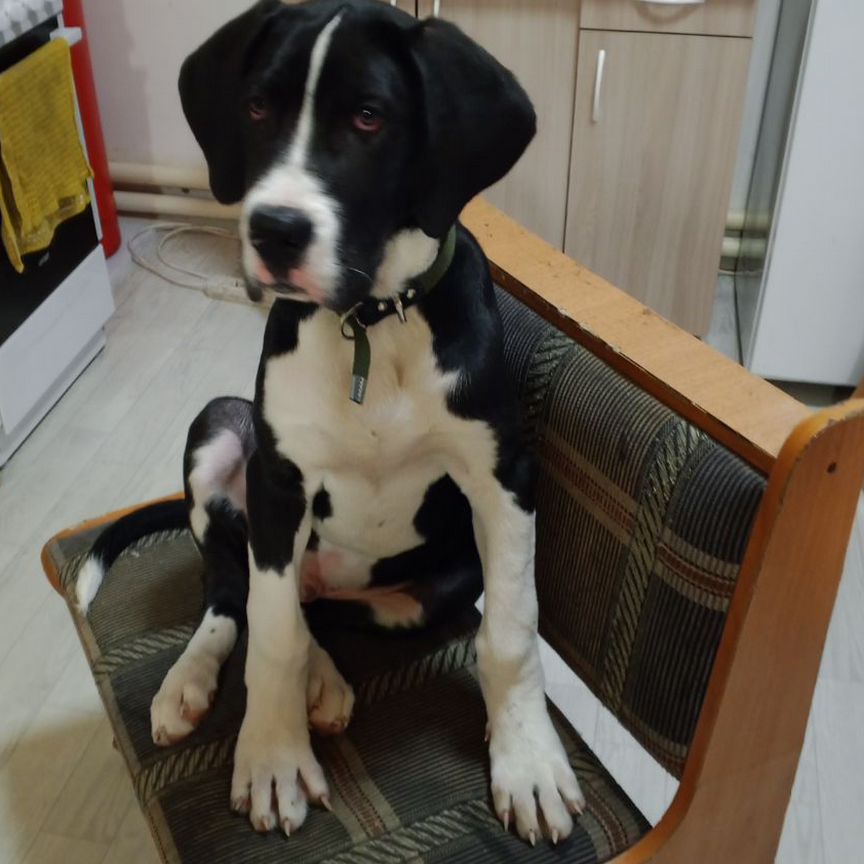 Щенок в добрые руки