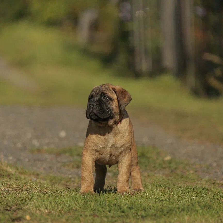 Щенки бульмастифа