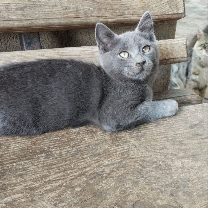 Котята в добрые руки бесплатно