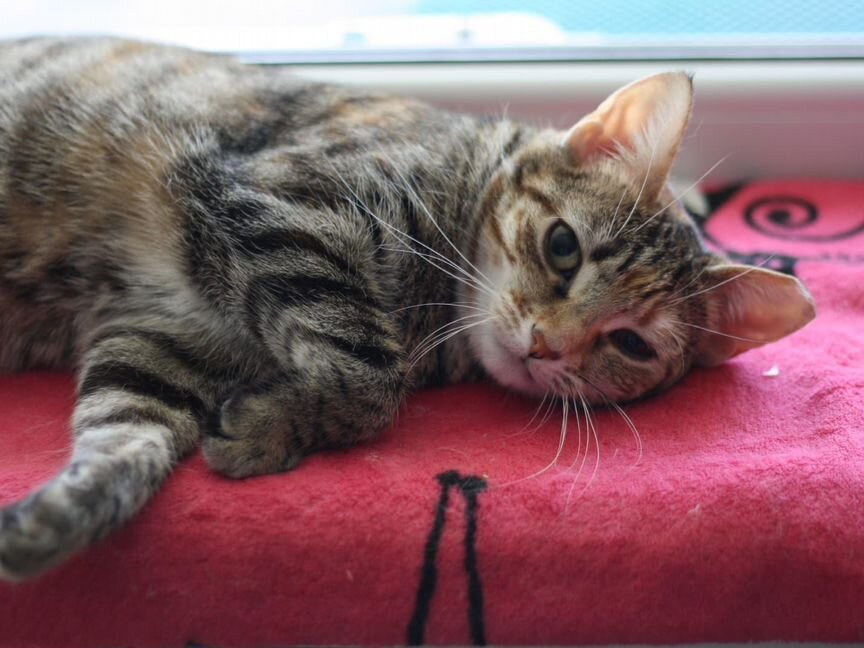 Кошки в добрые руки бесплатно