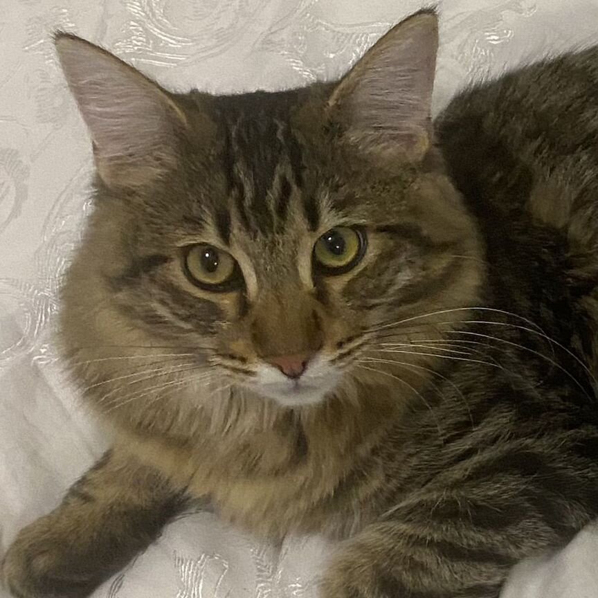 Мейн-кун котёнок