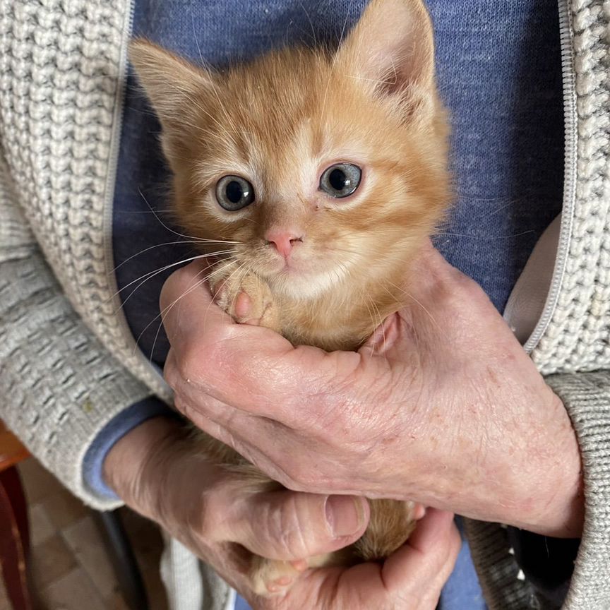 Рыжий котенок