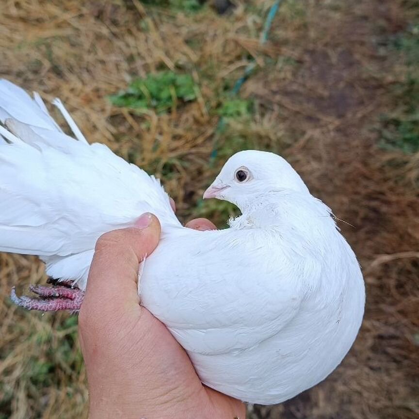 Белые голуби на свадьбу