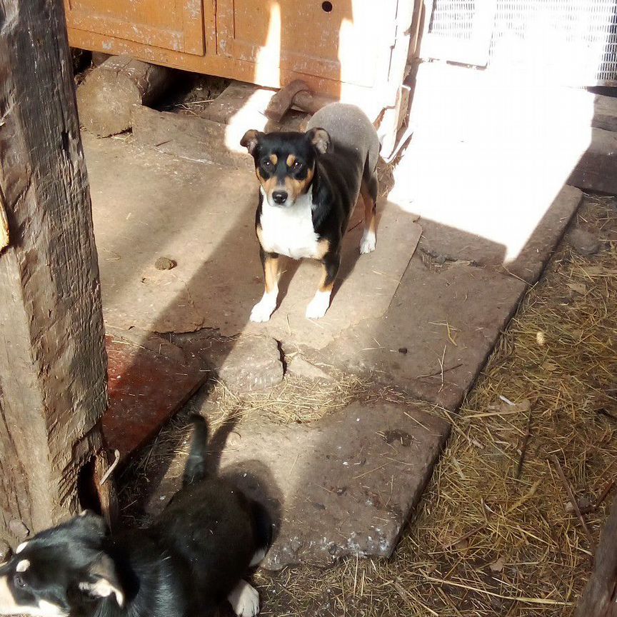 Домашние животные собаки