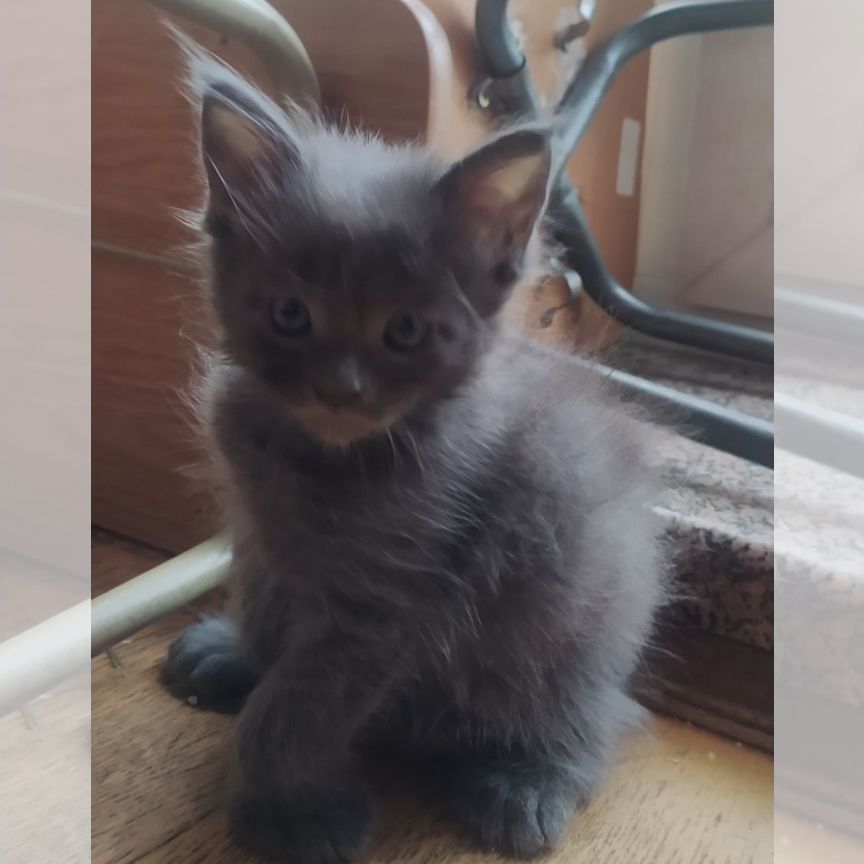 Котята