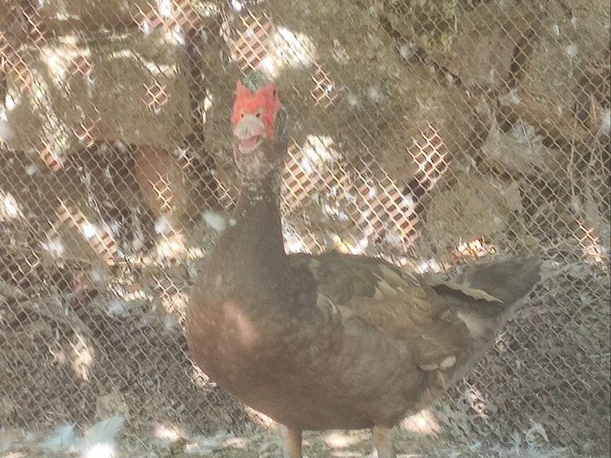 Индоутки тяжелой линии