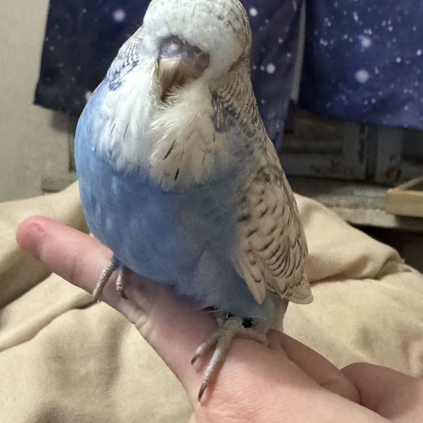 Выставочный Волнистый попугай Чех птенец