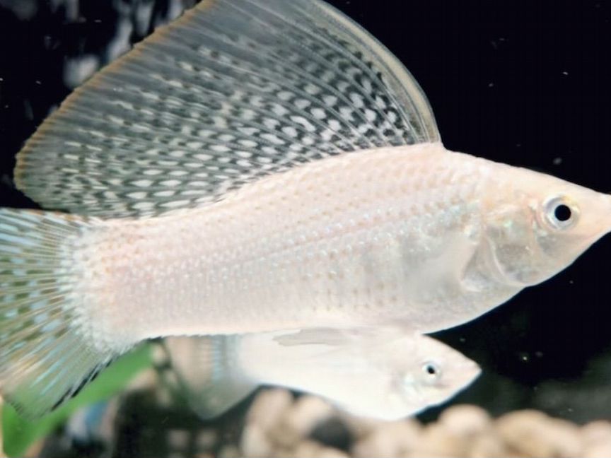 Продам аквариумных рыб