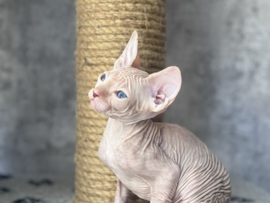 Голубоглазая канадка