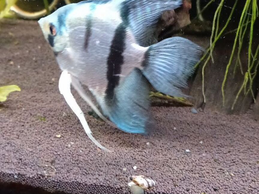 Скалярии и боции клоун