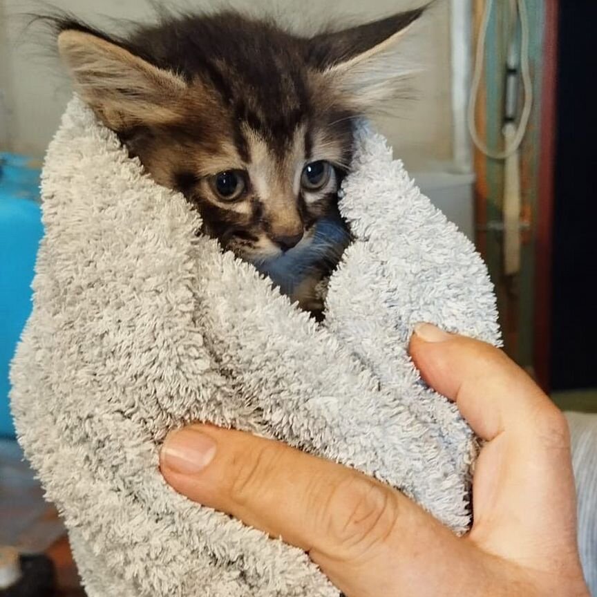 Котенок Том и его братик Масик ищут Дом